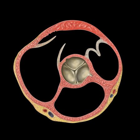 Parasternal short axis - Echopedia