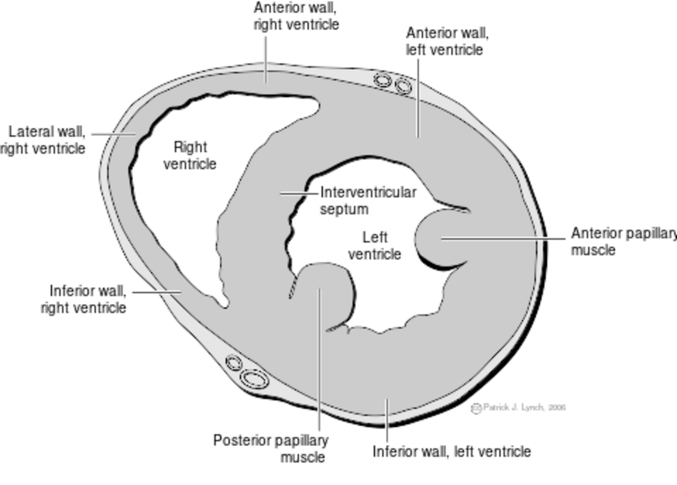 heart axis normal